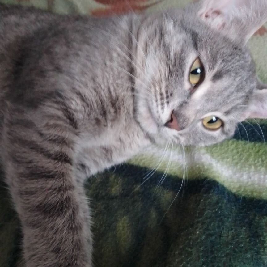 Кошка-подросток