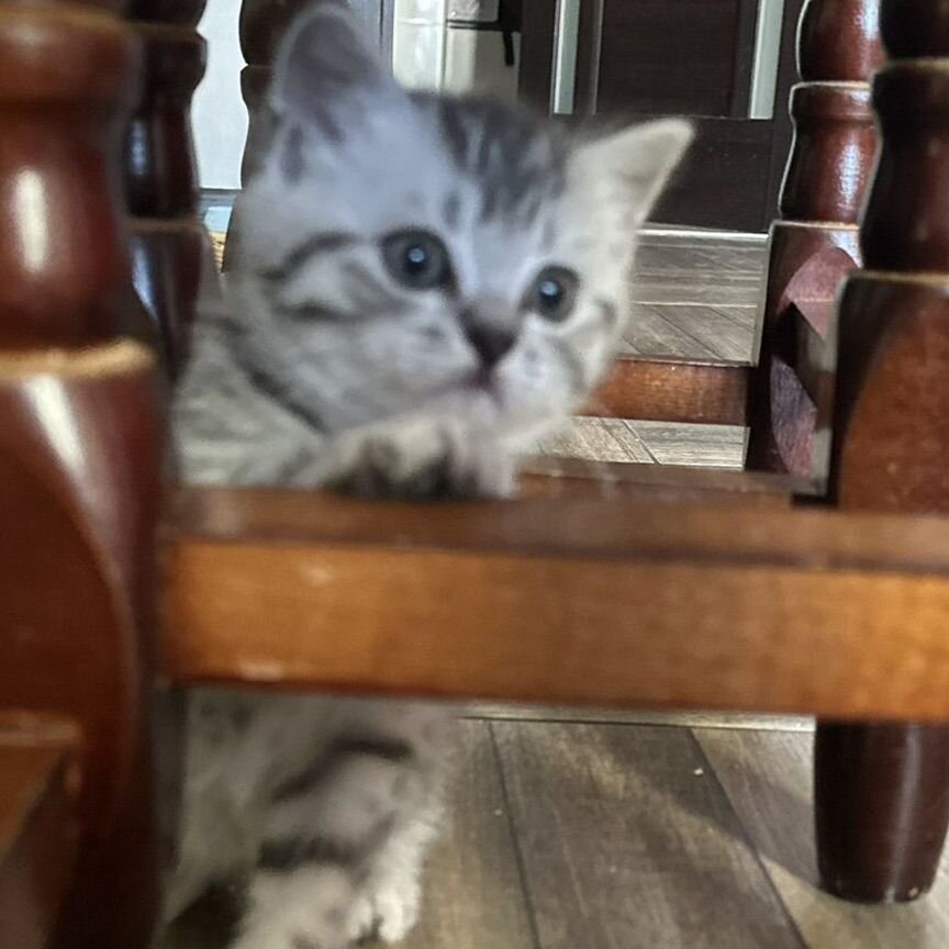 Шотландский вислоухий короткошёрстный котёнок