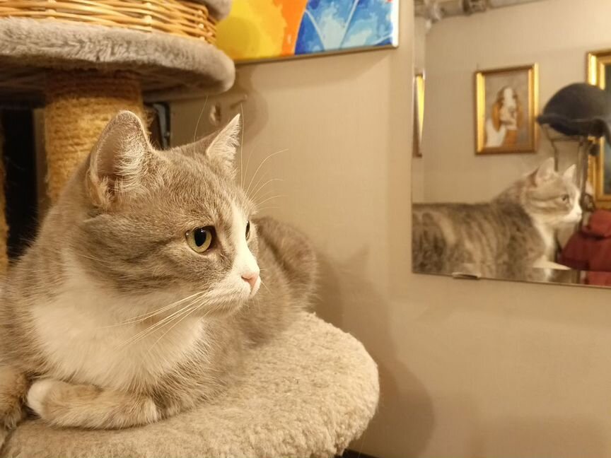 Кошечка в добрые руки