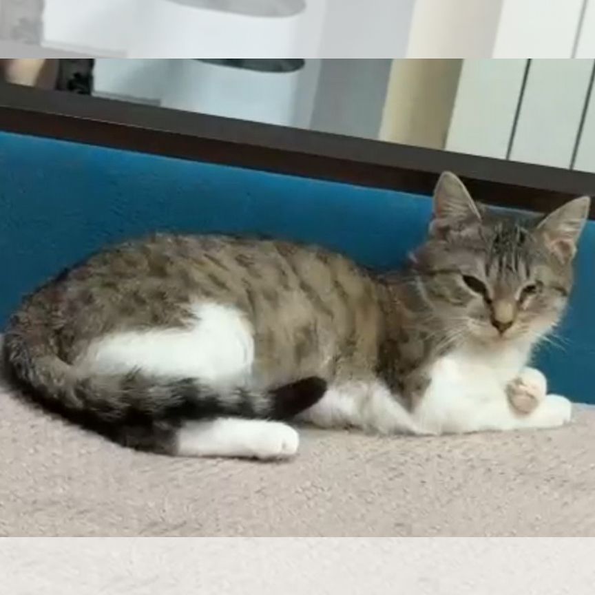 Молодая кошечка