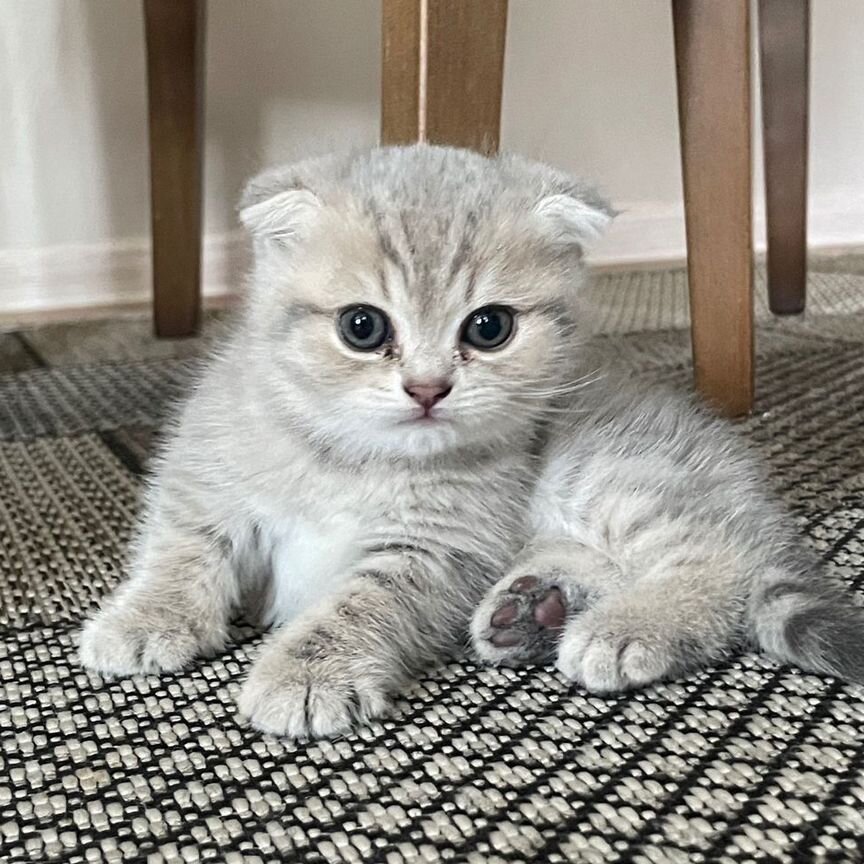 Шотландский вислоухий короткошёрстный котёнок