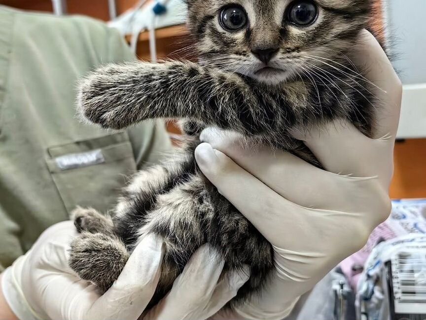 Котенок Егорка