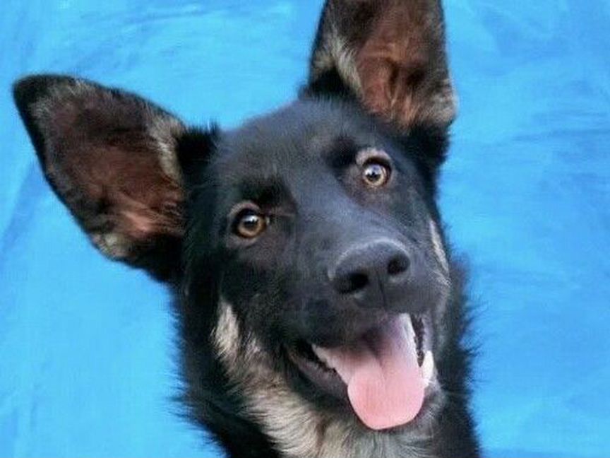 Щенок овчарки Волчок в добрые руки