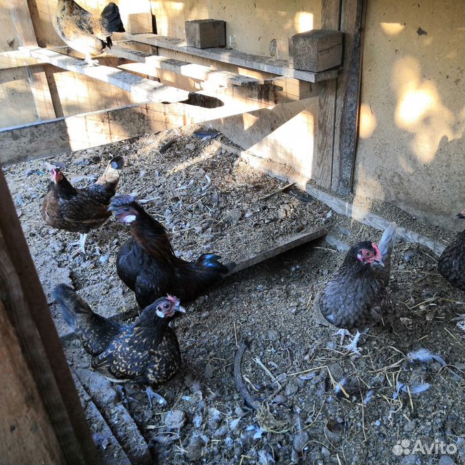 Мини курочки Бинтамки категория (А)