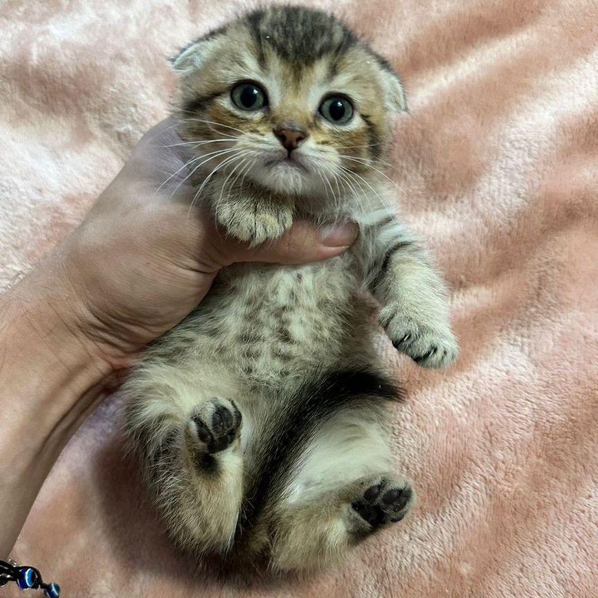 Шотландская шиншилла