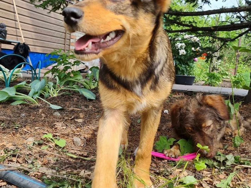 Собака Тобик