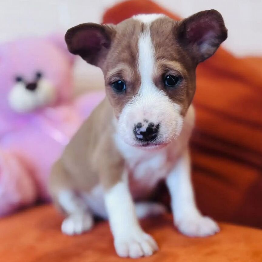 Басенджи, щенок