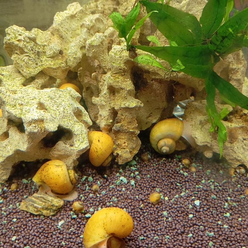 Улитки аквариумные ампулярии