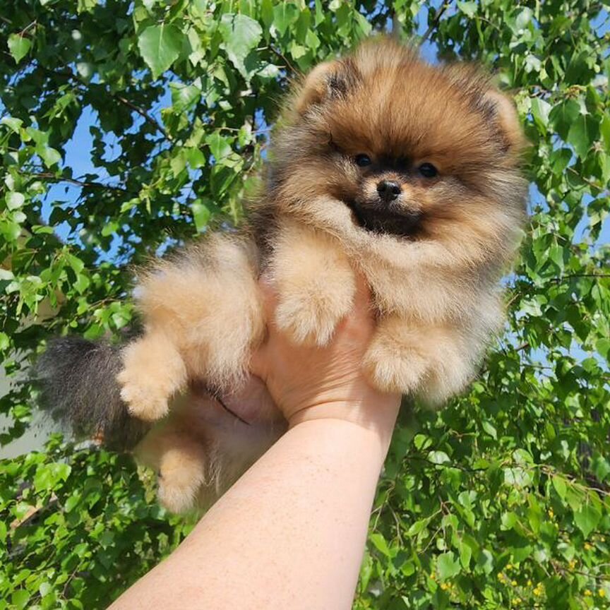 Померанский шпиц, щенок