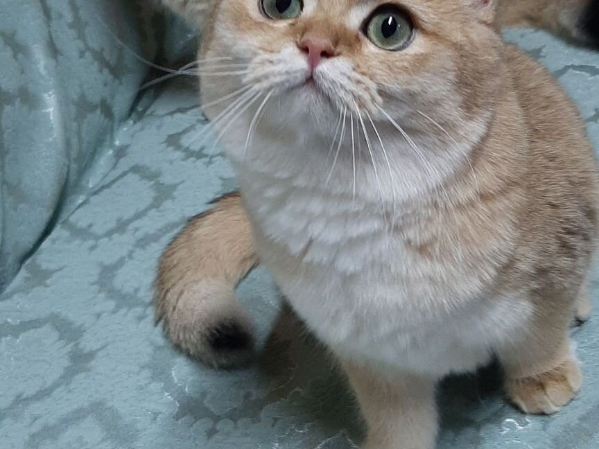 Кошечка BRI ny 11