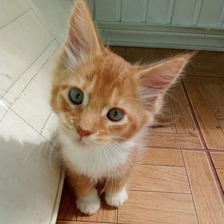 Котёнок мейн-кун