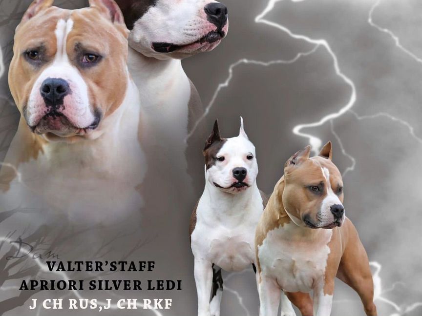 Щенки амстаффа