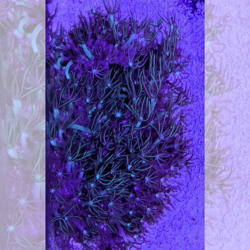 Мягкие кораллы (саркофитон, клавулярия, зонты)