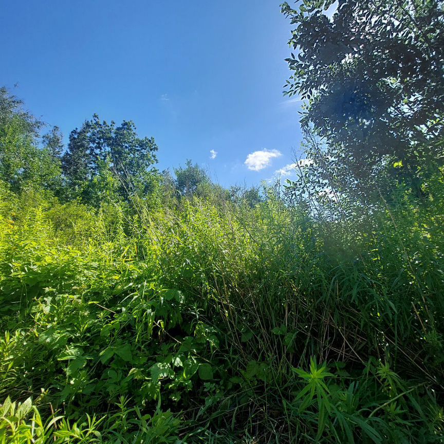 Трава на сено и подстилку