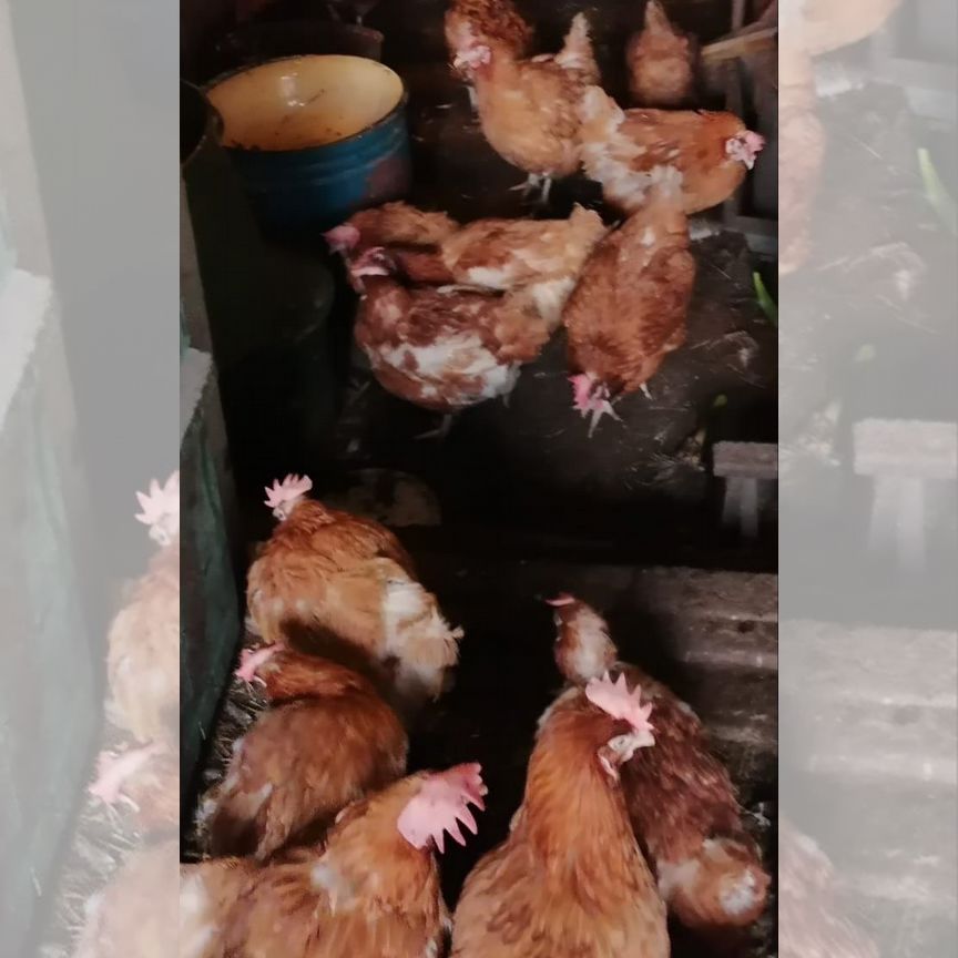 Куры несушки домашние