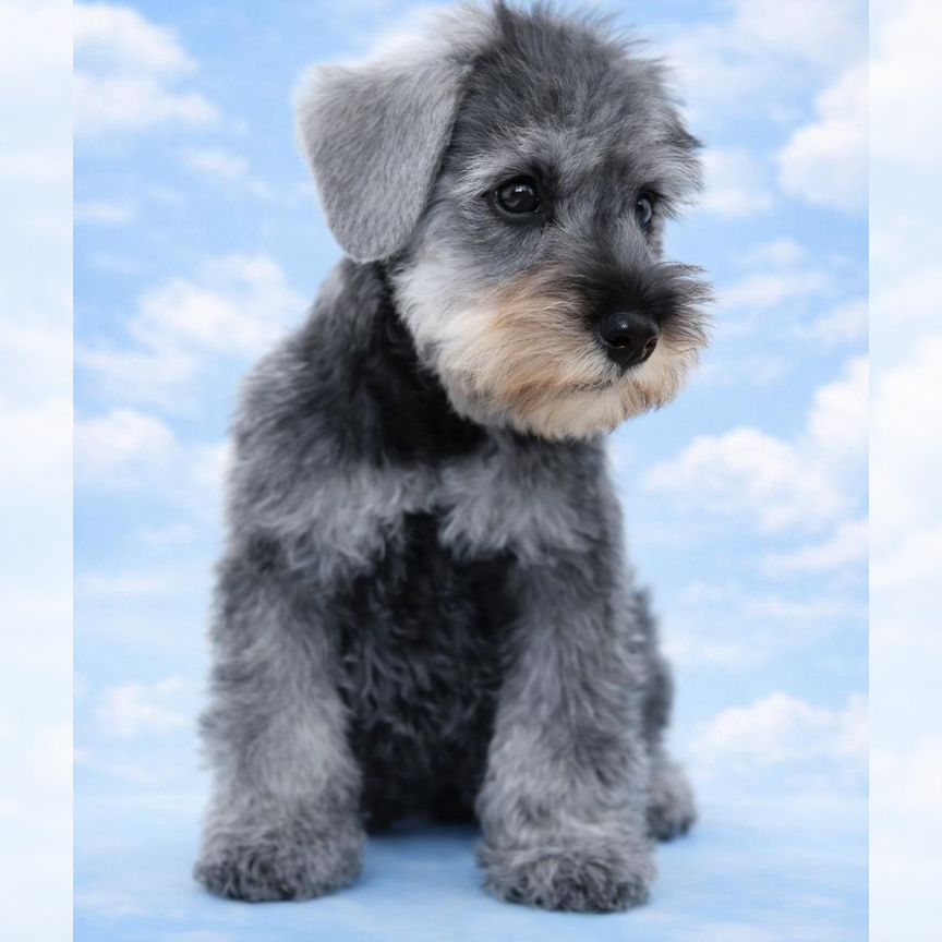 Цвергшнауцер, щенок