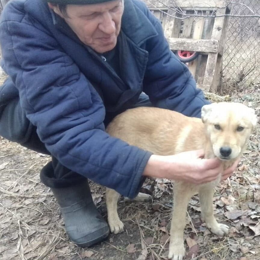 Щенок в добрые руки