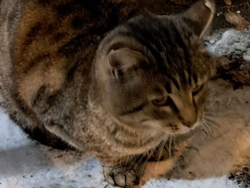 Пристройство кота