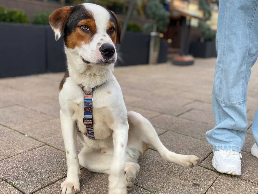 Забавный пёсик Брюс в добрые руки