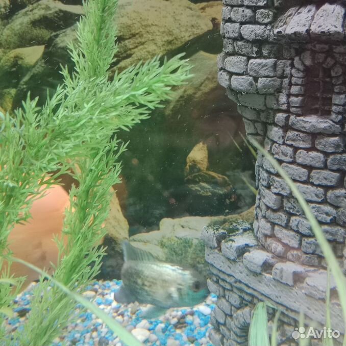 Рыбка нанакара бирюза