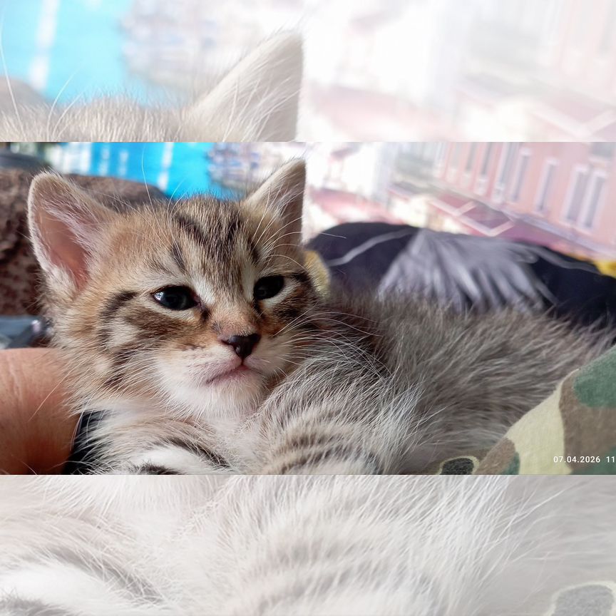 Котёнок в добрые руки