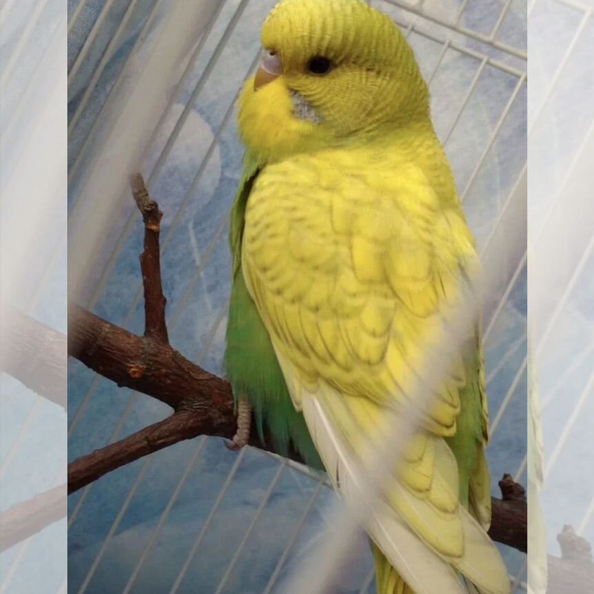 Ручной волнистый попугай и ввп чех