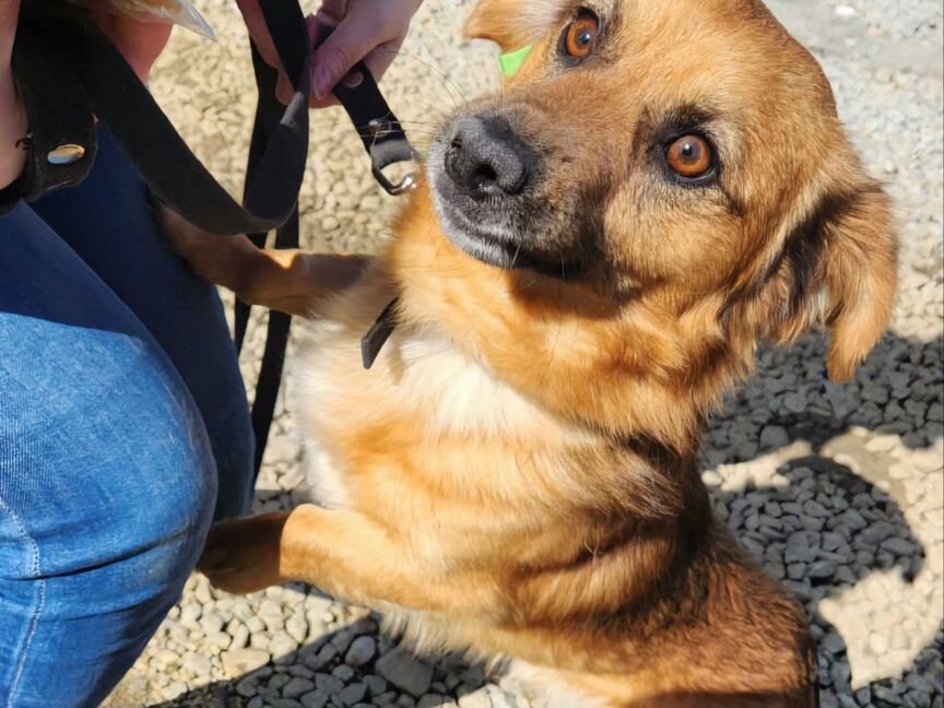 Маленькая собака в добрые руки отдам бесплатно