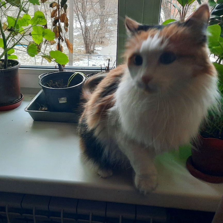 Взрослая кошка в добрые руки