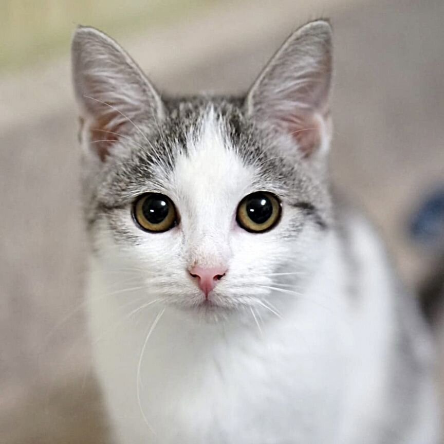 Котёнок Тимка