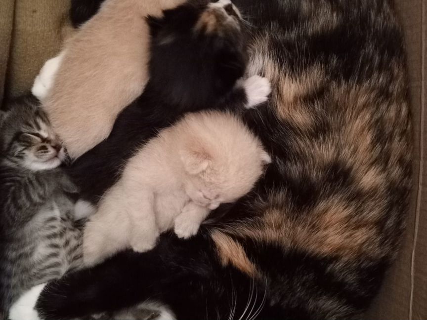 Котята разноцветные рыжие полосатые