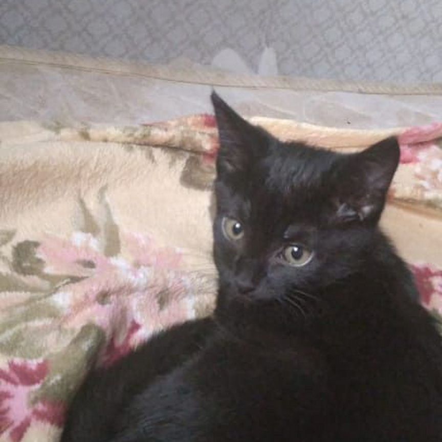 Отдам в добрые руки котика