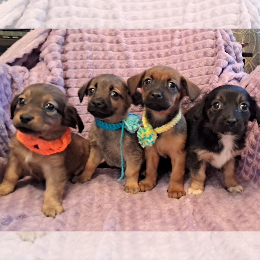 Чихуахуа, щенок