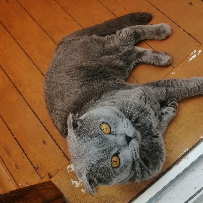 Британские кот