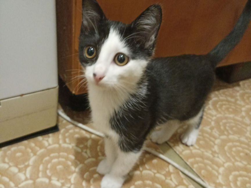 Кошка