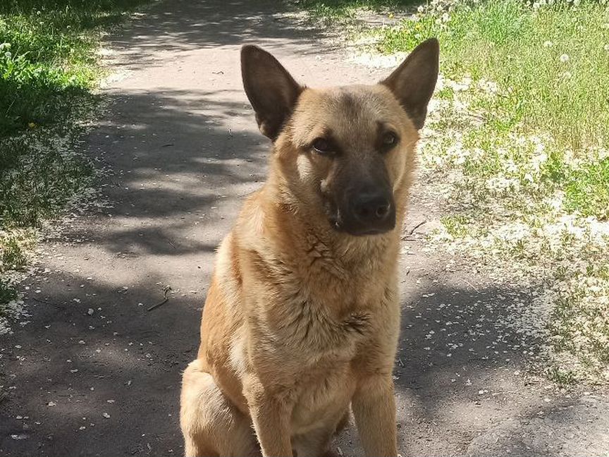 Собака в добрые руки