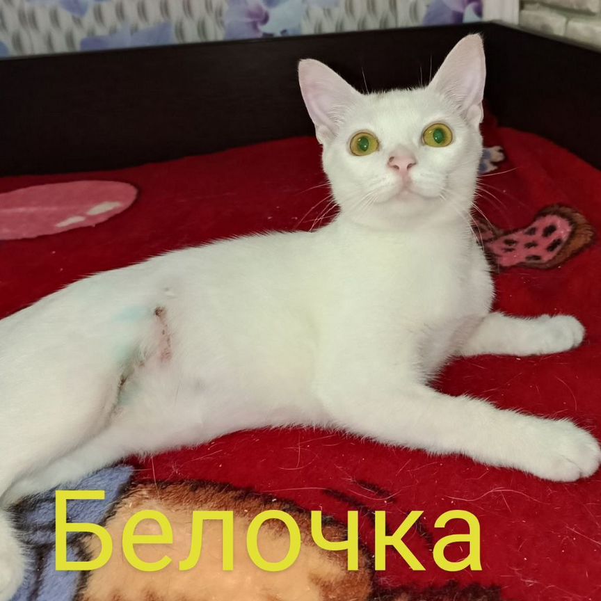 Нежная снежинка Белочка