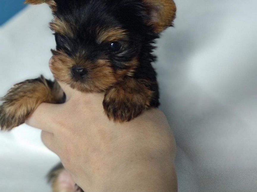 Йоркширский терьер