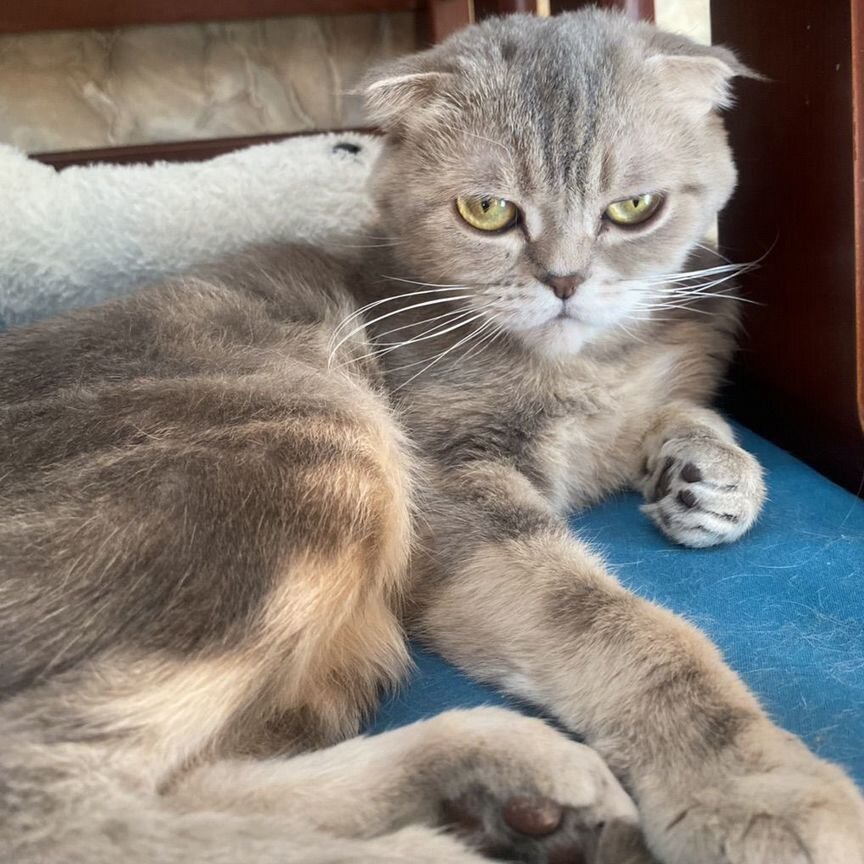Шотландская вислоухая длинношёрстная, взрослая кошка