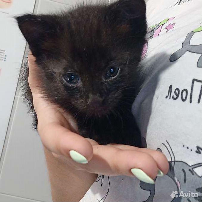 Котенок (1мес.)