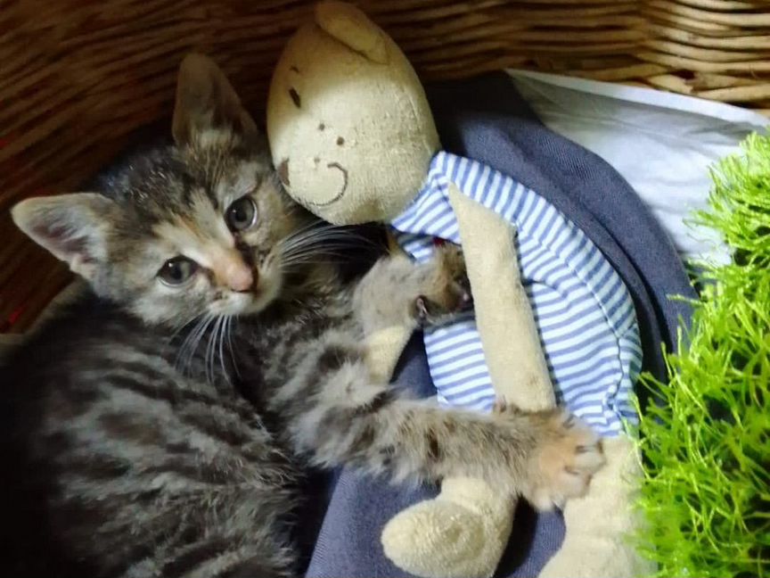 Котята бесплатно