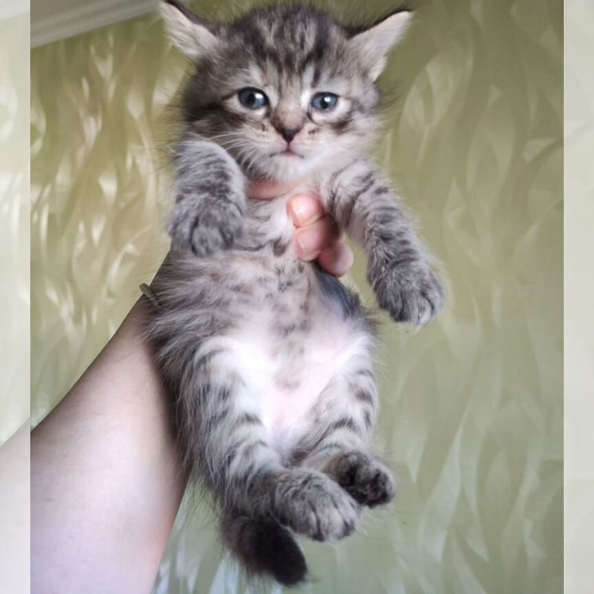 Классный котенок ищет дом