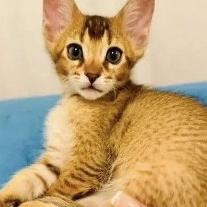 Котята