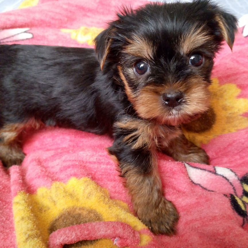 Малышка йорка