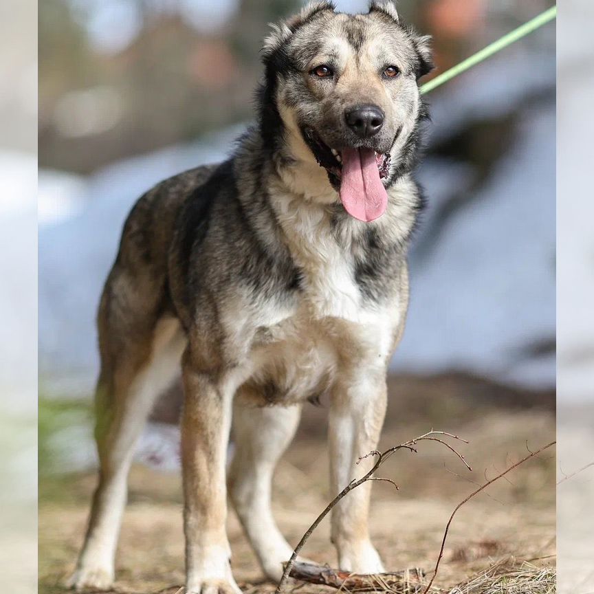 Взрослая собака в добрые руки