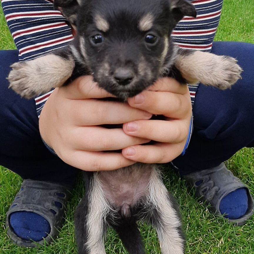 Отдам щенка, чистокровного Двортерьера