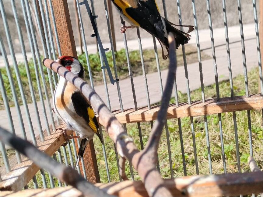 Щеголь птица