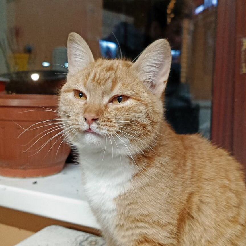 Кот в добрые руки