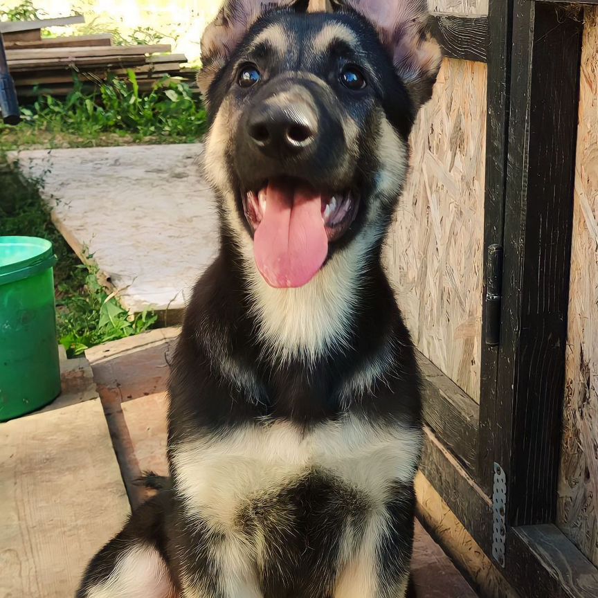 Щенок вео мальчик