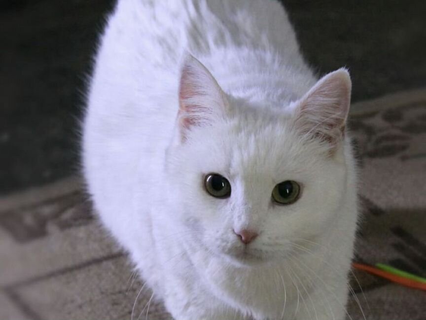 Белая кошка Агуша в дар