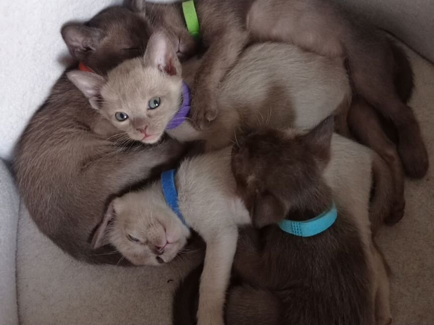 Бурманские котята